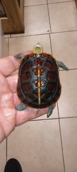 Sub Adult Male Chinese Box Turtle by Reptile Mart