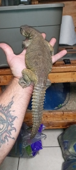 Young Adult Pair Of Long Term Captive Egyptian Uromastyx by Reptile Mart