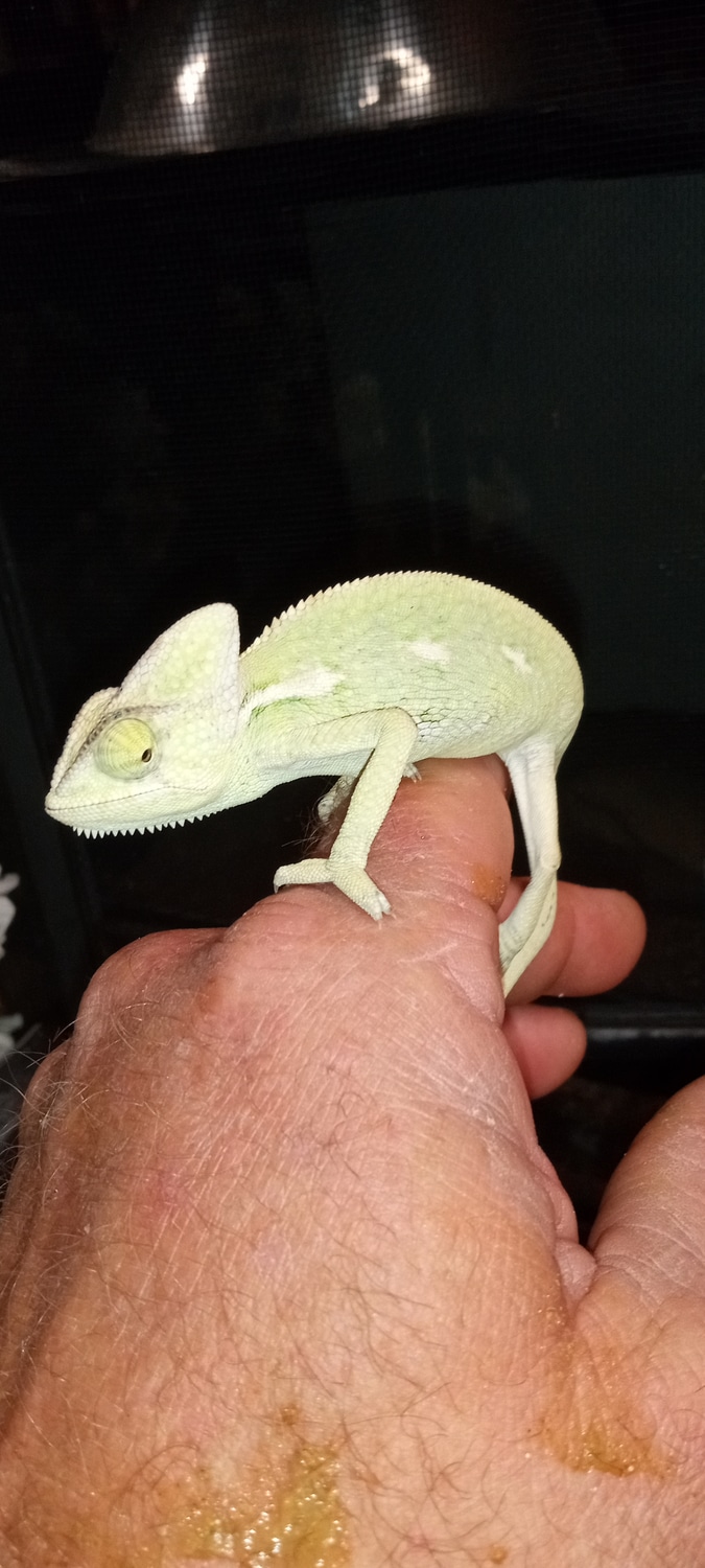 Small Female Veild Chameleons Other Chameleon by Reptile Mart - MorphMarket