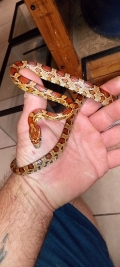 Sub Adult Female Corn Snake by Reptile Mart