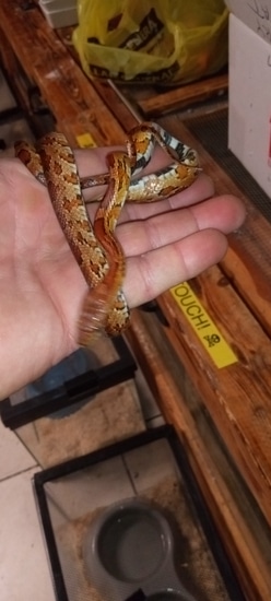Beautiful Super Tame Sub Adult Female Corn Snake by Reptile Mart