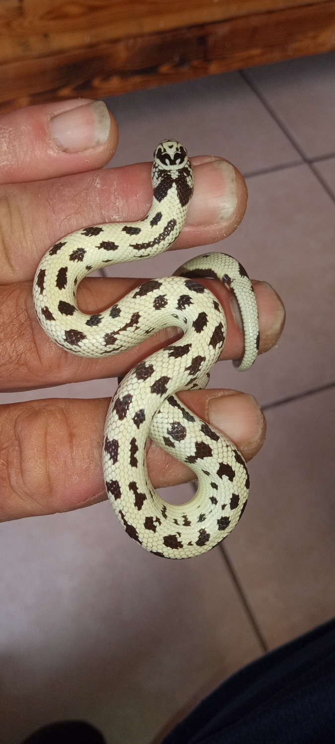 Female High White King Snake California Kingsnake by Reptile Mart ...