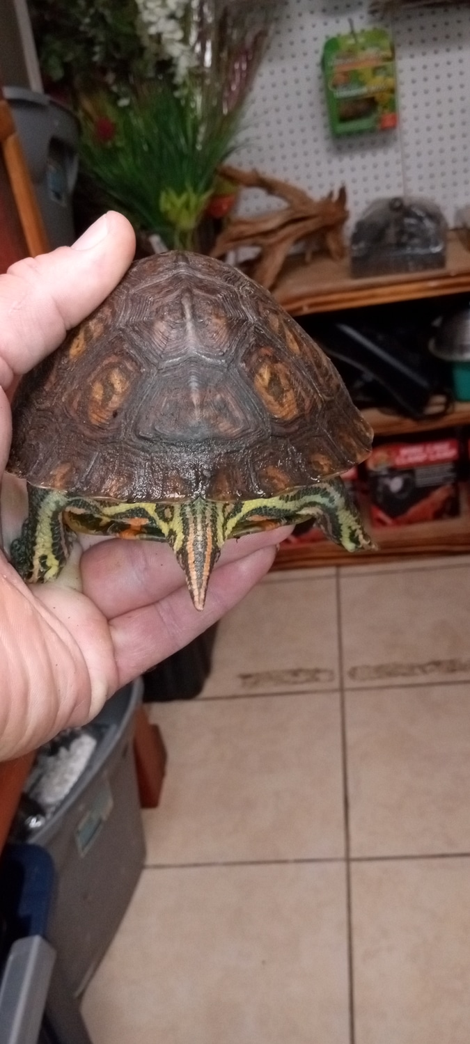 Adult Female Ornate Wood Turtle by Reptile Mart - MorphMarket