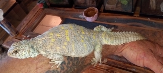 Long Term Captive Adult Female Ornate Uromastx Uromastyx by Reptile Mart