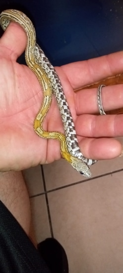 Amazing Sub Adult Female Honey Tessera Corn Snake by Reptile Mart