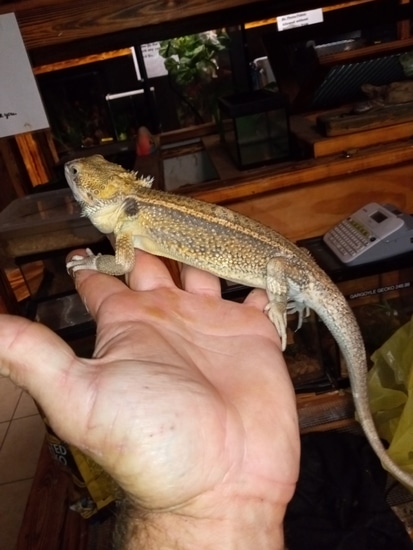Sub Adult Female Pied Bearded Dragon Central Bearded Dragon by Reptile Mart