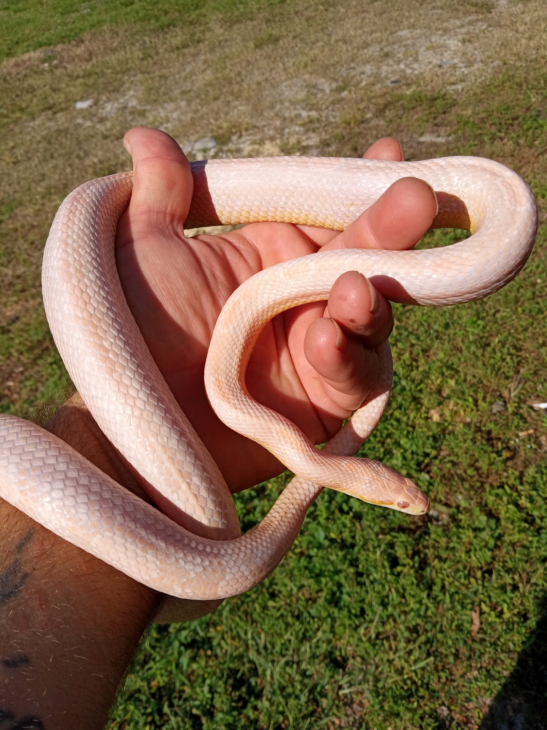 Adult Female Bubblegum Snow Corn Snake by Reptile Mart - MorphMarket