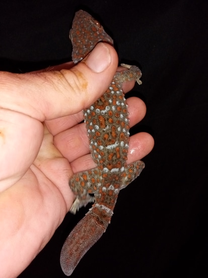 Young Adult Male Long Term Captive Tokay Gecko With A Re by Reptile Mart