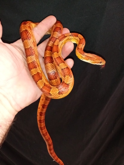 Captive Born Adult Male Corn Snake by Reptile Mart