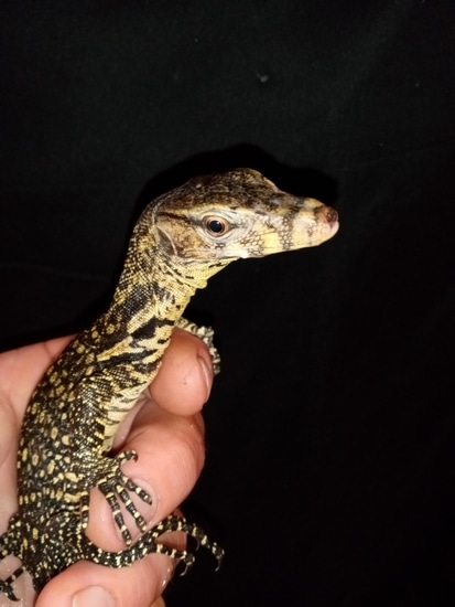 Sumatran Water Monitor by Reptile Mart