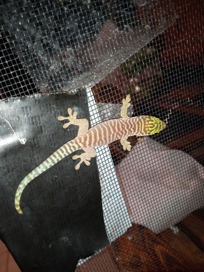 Captive Bred Standings Day Gecko by Reptile Mart