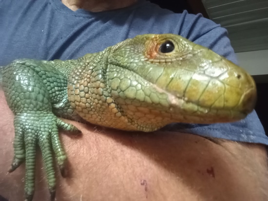 Tame Adult Female Caiman Lizard More Lizard by Reptile Mart