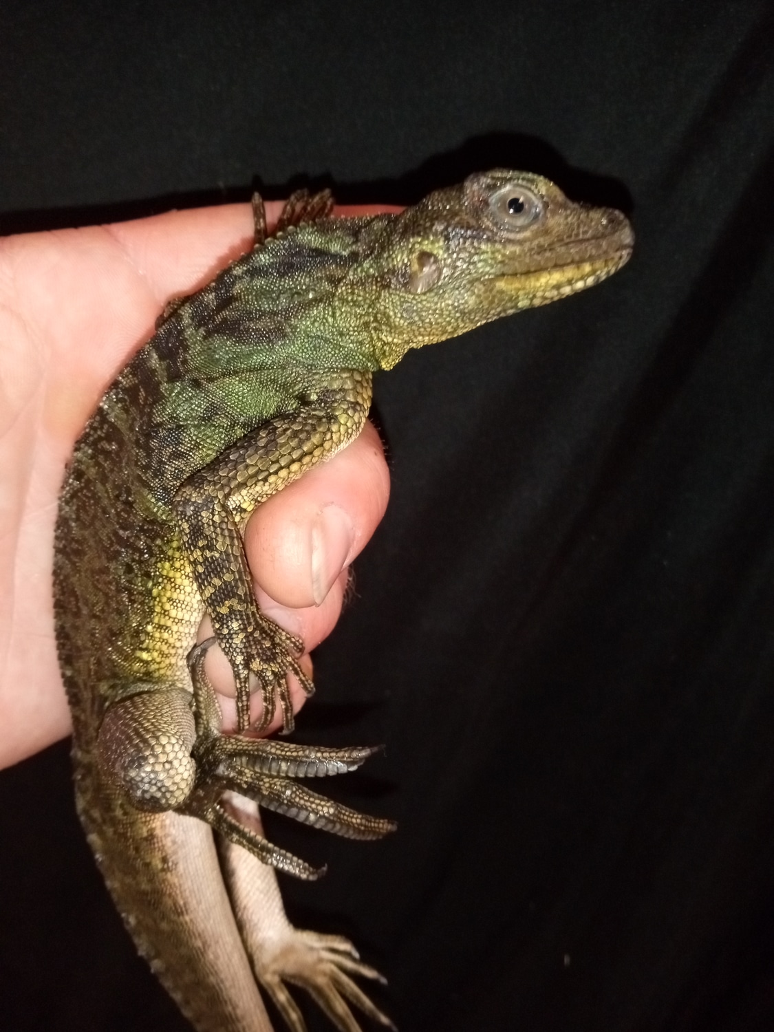 Female Hydrosaurus Microlophus More Lizard by Reptile Mart - MorphMarket