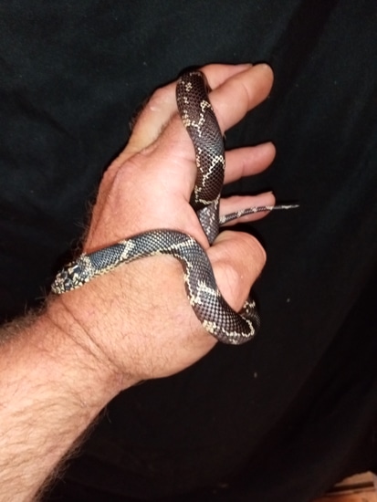 Female Year Old Chain King Snake Eastern Kingsnake by Reptile Mart