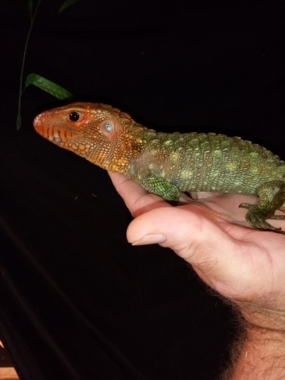 Long Term Captive 1 Year 2 Month Old Caiman Lizard More Lizard by ...