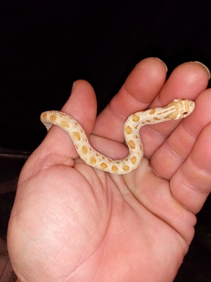 Toffee Conda Hognose Snake Western Hognose by Reptile Mart