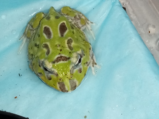 Translucent Pac Man Frog Pacman Frog by Reptile Mart