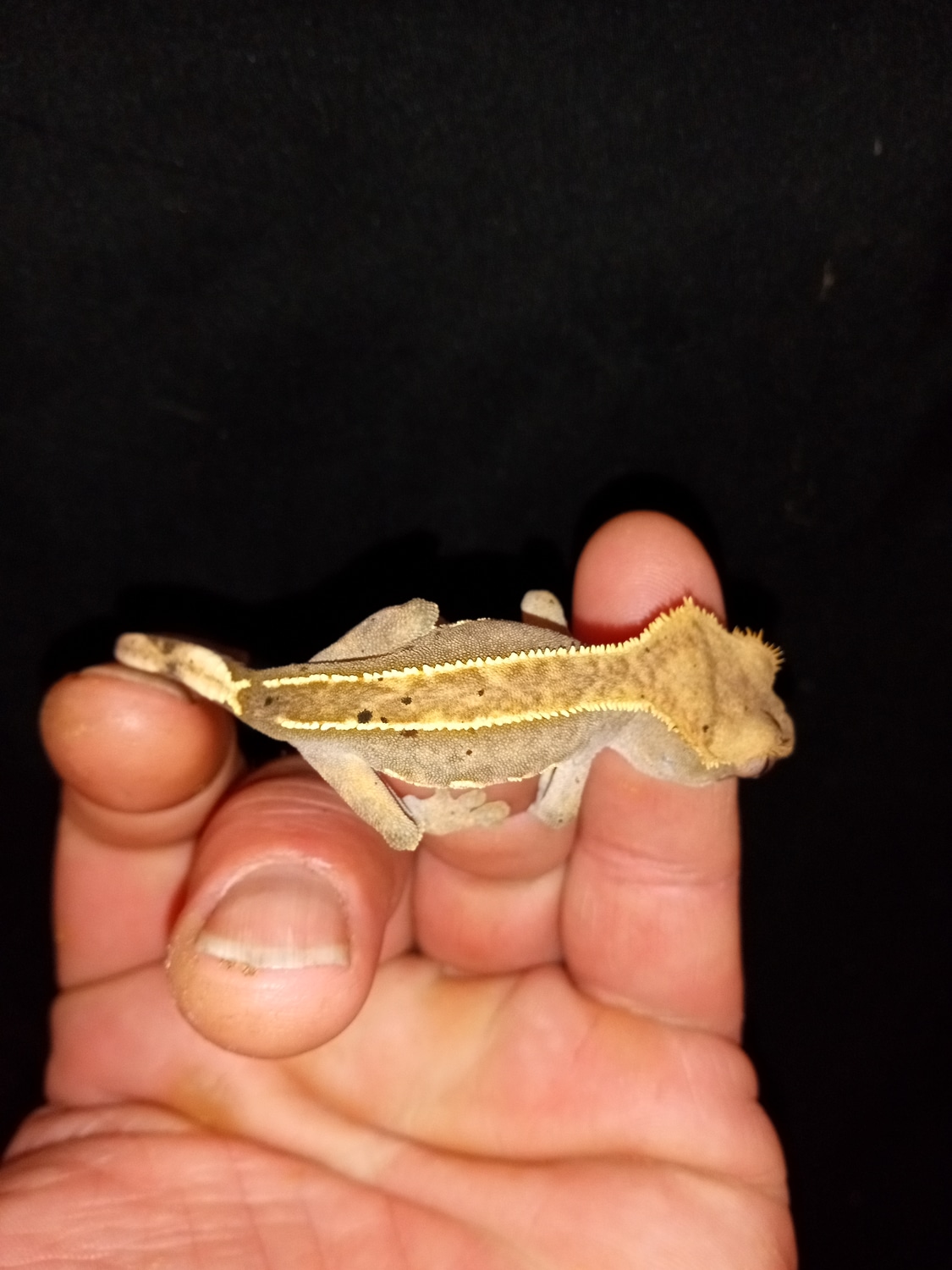 Female Reverse Pinstripe Dalmatian Crested Gecko by Reptile Mart ...