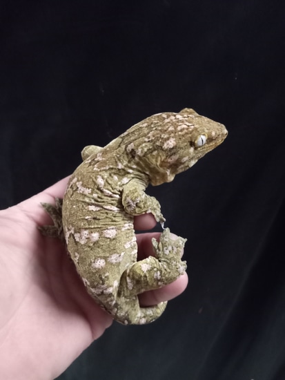 Sub Adult Male High Pink Pine Island Leachie Leachianus Gecko by ...