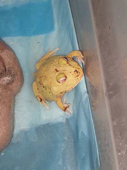 Super Dee Duper Pikachu Pac Man Frog Pacman Frog by Reptile Mart