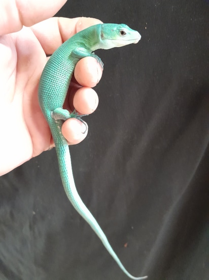 Stunning Proven Breeder Adult Male Green Keeled Bellied Lizard More ...