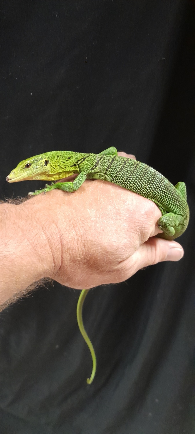 Amazing Long Term Captive 7 Month Old Male Green Tree Monitor by ...