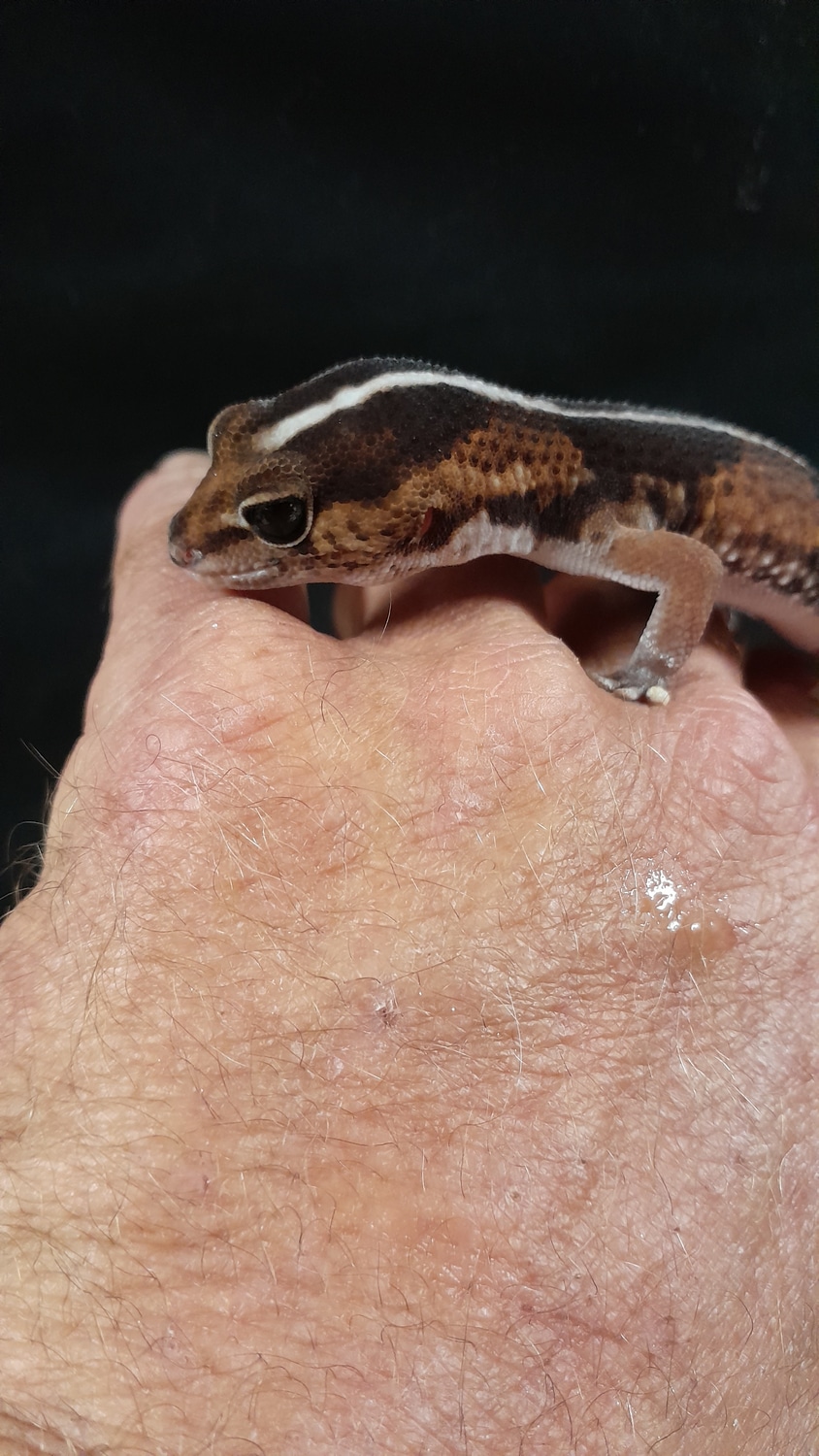 Super Sweet Adult Female Striped Het Amel Het Ghost African Fat-Tailed ...