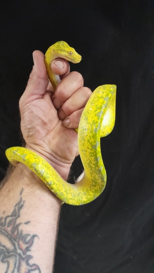 Yearling Yellow Phase Biak Green Tree Python by Reptile Mart