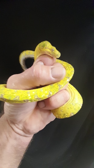Long Term Captive 8 Month Old Yellow Phase Biak Green Tree Python by ...