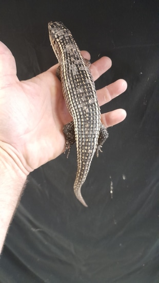 Adult Pair Of Long Term Captive Super Tame Sudan Plated Lizards More ...