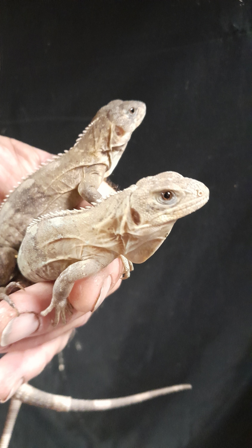 Sub Adult Pair Of Nicaraguan Spiny Tailed Iguanas Other Iguana by ...
