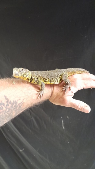 Stunning Super Tame Long Term Captive High Yellow Male Saharan ...