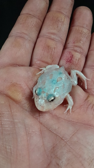 Anazing High Translucent Blue Pac Man Frog Pacman Frog by Reptile Mart