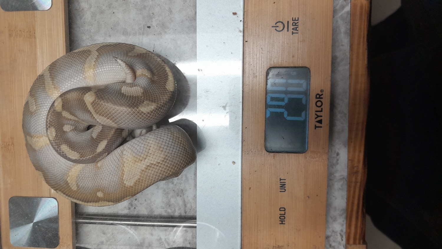 Male Super Chocolate Butter Ghost Ball Python by Reptile Mart - MorphMarket