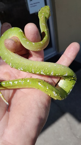 Sorong Green Tree Python by Reptile Mart
