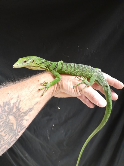 Beautiful 2 Year Old Tame Captive Bred Female Green Tree Monitor by ...