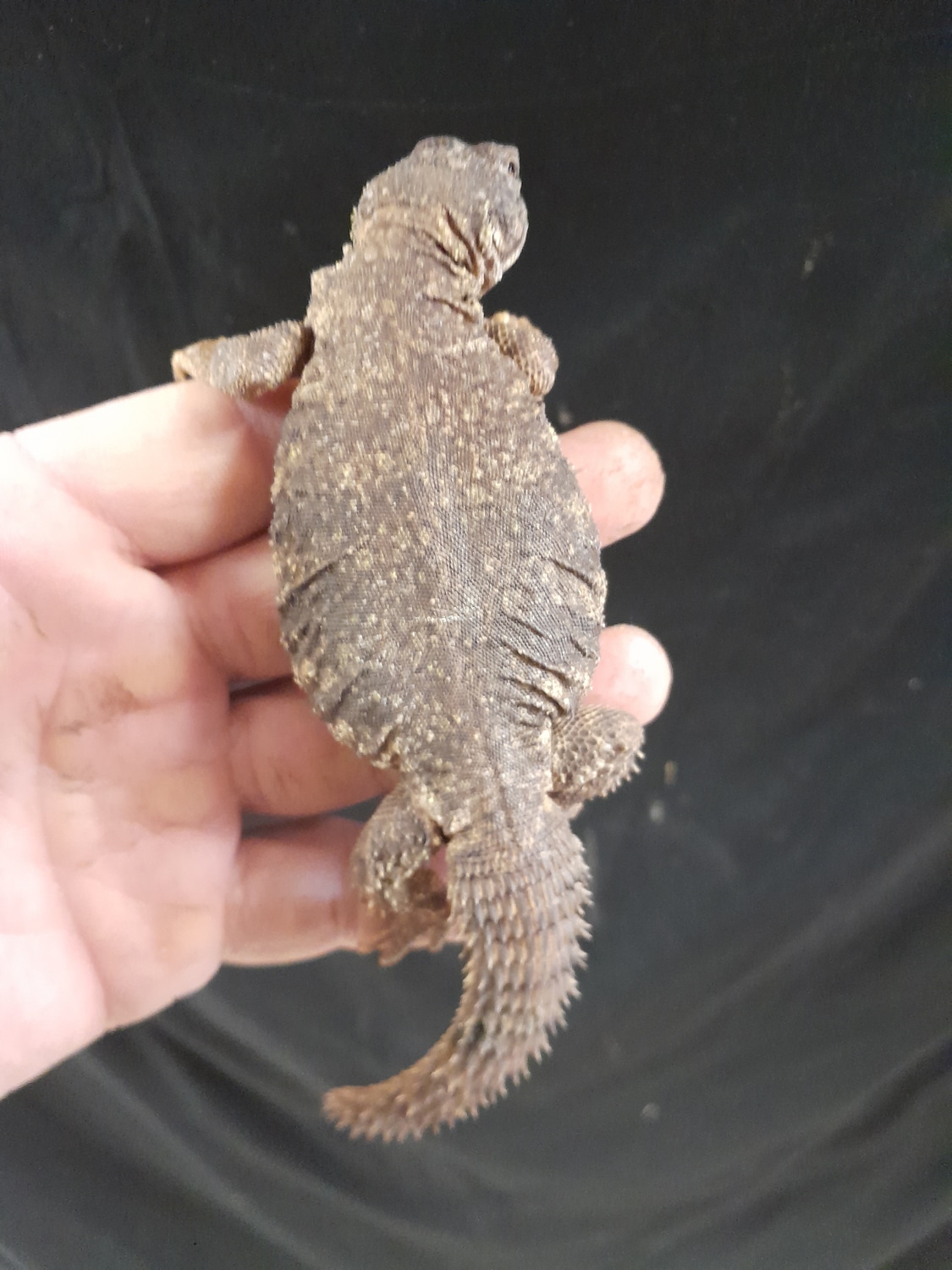 Long Term Captive Yellow Uromastyx More Lizard by Reptile Mart ...