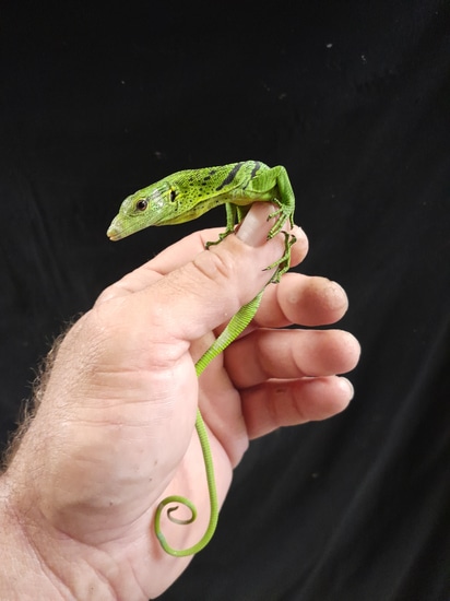 Beautiful Captive Bred 4 Month Old Possible Green Tree Monitor by ...