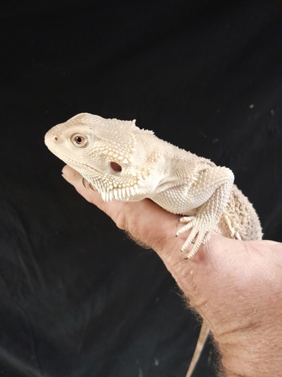 Adult Female Zero Het Trans Bearded Dragon Central Bearded Dragon by ...