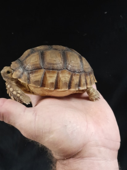 5 To 6 Inch Female Sulcata Tortoise by Reptile Mart