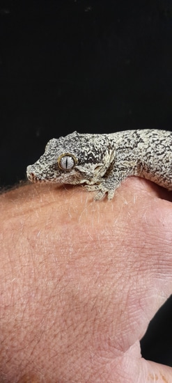 Stunning Adult Male Proven Breeder Marbled Reticulated Gargoyle Gecko ...