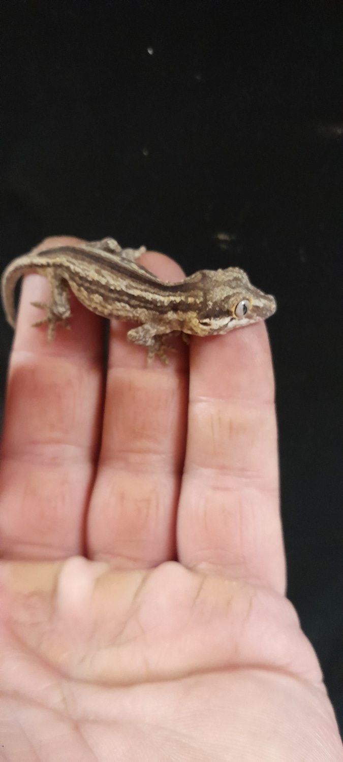 4 Striped Gargoyle Geckos by Reptile Mart - MorphMarket