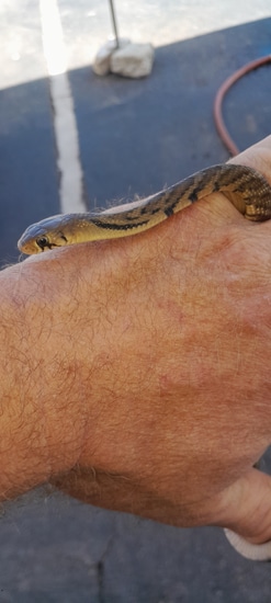 Rarely Offered Captive Born Female Black Tail Cribo Cribo & Indigo ...