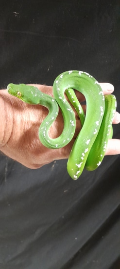 Long Term Captive Pair Of Merauke Green Tree Pythons by Reptile Mart