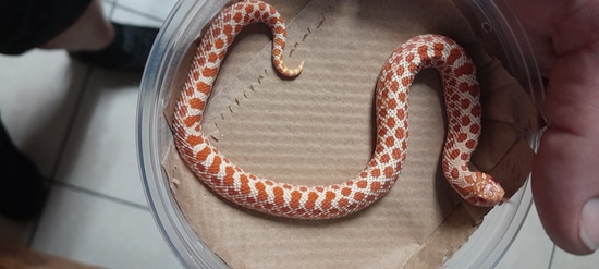 Female Extreme Red Albino Hognose Snake Western Hognose by Reptile Mart