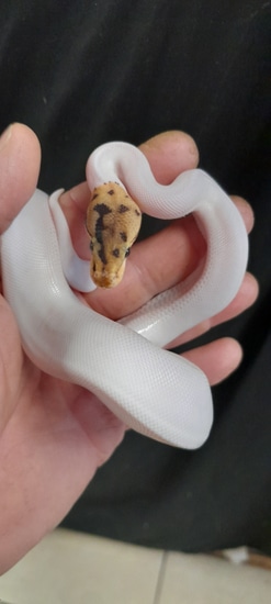Female Spied Ball Python by Reptile Mart
