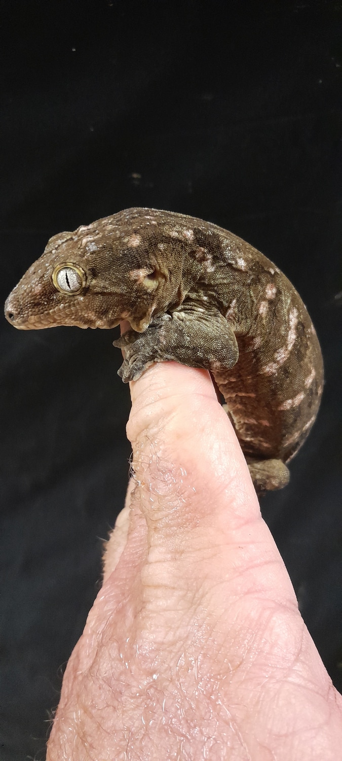 Sub Adult Male High Pink Pine Island Leachie Leachianus Gecko by ...