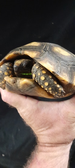 6 To 7 Inch Amazon Basin Yellow Foot Tortoise Yellow-Footed Tortoise by ...