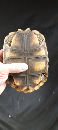 6to 7 Inch Amazon Basin Yellow Foot Tortoise Yellow-Footed Tortoise by ...