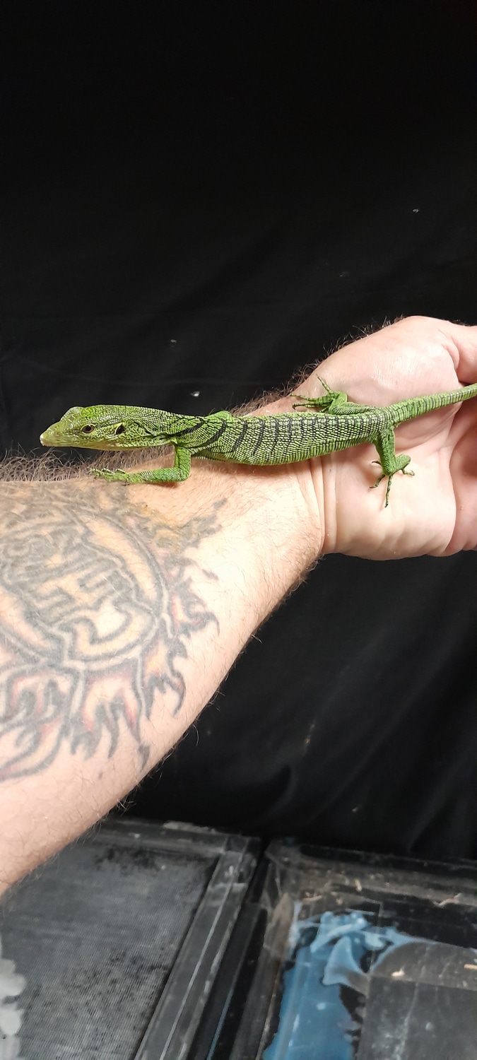 Green Tree Monitor by Reptile Mart - MorphMarket
